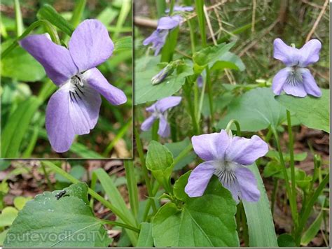 Майское озеро Тпруно Путеводка
