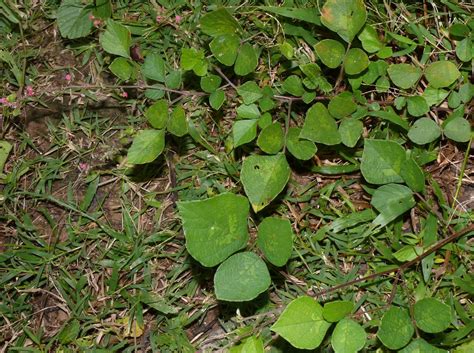 Desmodium Plant2 Fabaceae