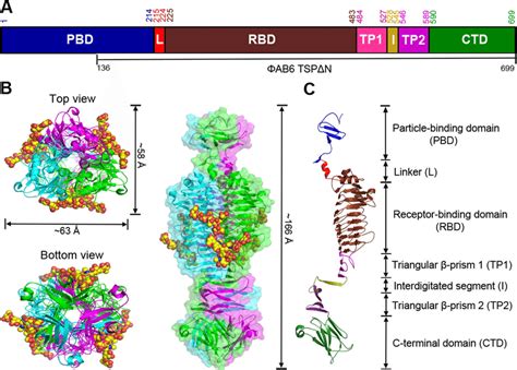 Overall Structure A Domains In Full Length Φ Ab6 Tsp Are Shown In A Download Scientific