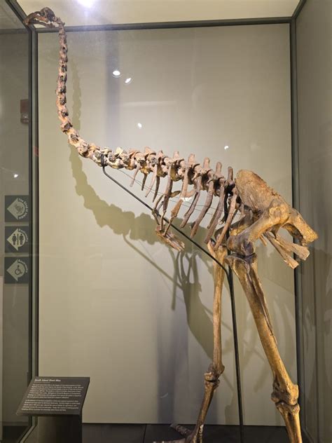 South Island Giant Moa Unveiling The Majestic Giant Of New Zealands Prehistoric Wilderness
