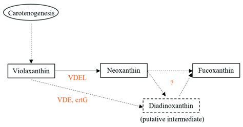 Hypothetic Pathway Of The Fucoxanthin Final Synthesis Reactions Download Scientific Diagram