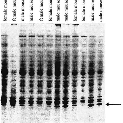 Sex Specific Control Of GST Expression In Mouse Liver The Position Of Download Scientific