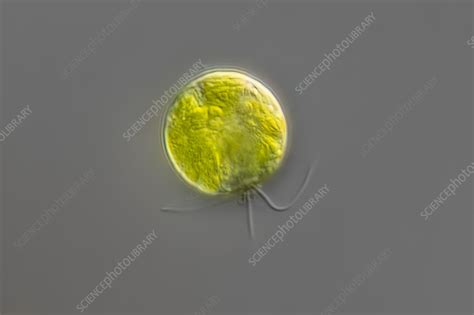 Hafniomonas Reticulata Algae Light Micrograph Stock Image C056 9226 Science Photo Library