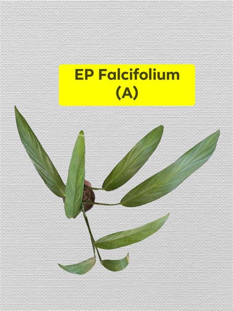 Epipremnum Varieties Lazada Ph