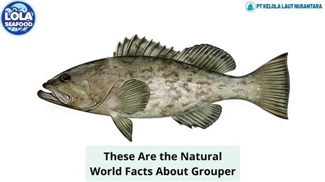 These Are The Natural World Facts About Grouper These Are The Natural World Facts About Grouper