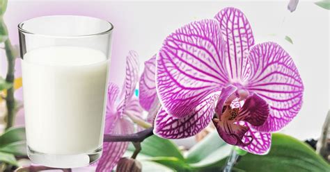 რძე ორქიდეისთვის რატომ კვებავენ ორქიდეას გამოცდილი დიასახლისები რძიანი სასუქით