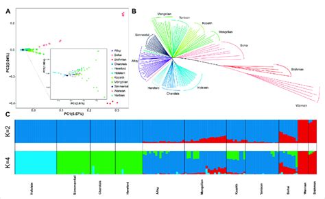 Population Structure And Relationships Of Altay White Headed Cattle