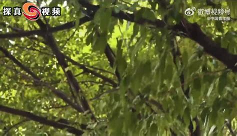 12355！青少年遇到心理问题请拨打这个热线共青团公益新浪新闻
