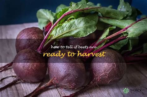 Harvesting Beets How To Tell When Theyre Ready To Pick Shuncy
