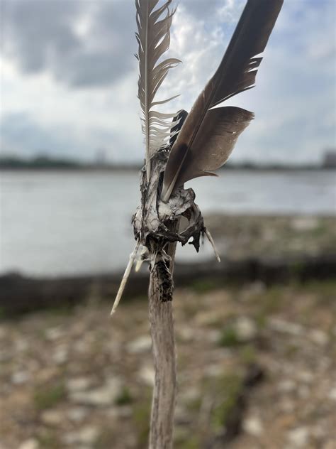What Is This Strange Tiny Red Bug Multiple Images R Biology