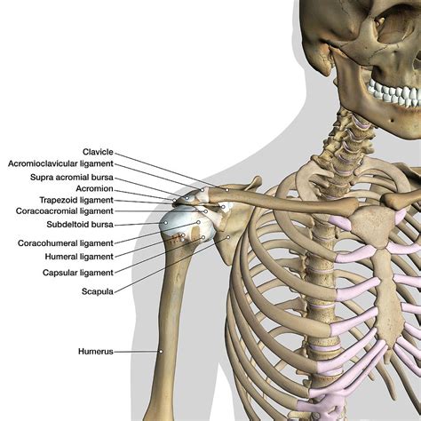 Arm Bone Diagram Labeled