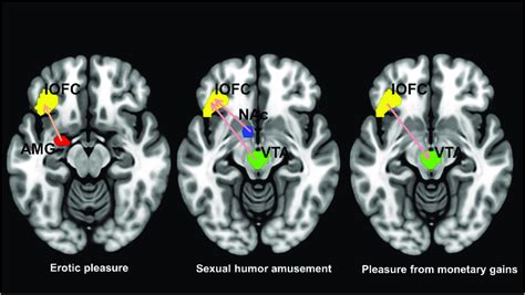 Effective Connectivity In Processing The Consumption Of Sexual Rewards Download Scientific