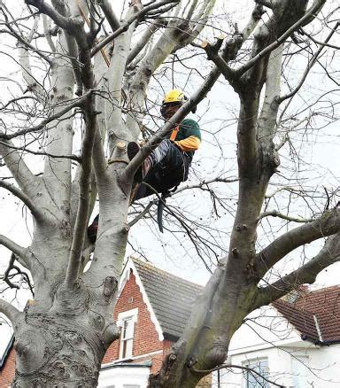Professional Tree Trimming And Pruning In London Fantastic Services