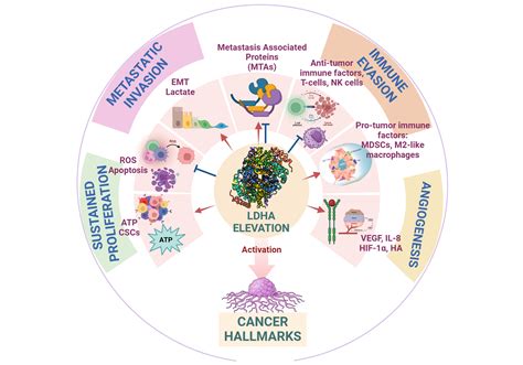Upregulated LDHA BioRender Science Templates