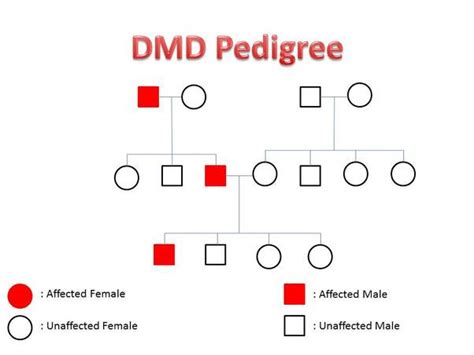 Pedigree Duchenne Muscular Dystrophy