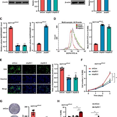P52 Zer6 Regulation On G6pd Ppp Occurs In A P53 Independent Manner A B Download Scientific