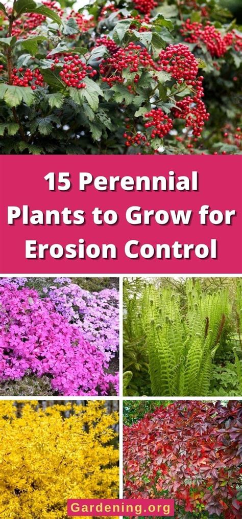Erosion Control Plants Artofit