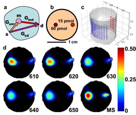 Multispectral Fluorescence Tomography Reconstruction A Schematic Of Download Scientific