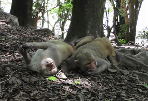 Bisexuality Is The Norm Among Male Rhesus Macaques Iflscience