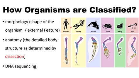 12 Concept And Use Of Classification System Igcse Biology