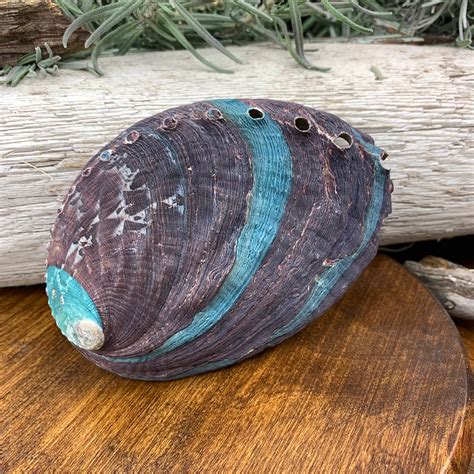 Abalone Shell Spirit Magicka Abalone Shell Spirit Magicka