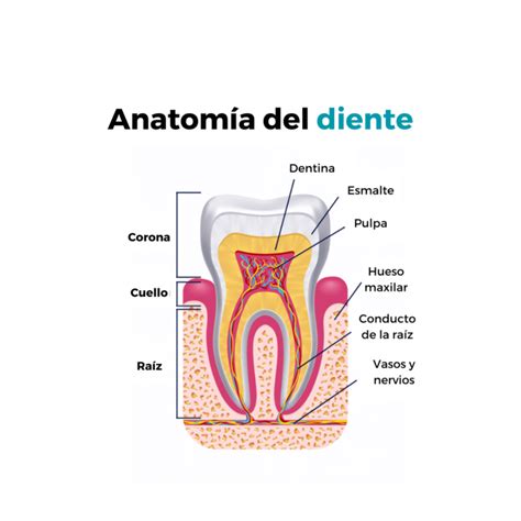 El Surco Gingival ¿qué Es Y Cómo Afecta Nuestra Salud Bucal