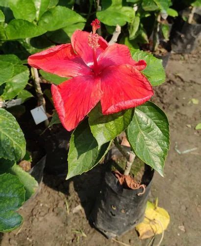 Australian Hibiscus Plant At Rs 60piece Flowering Plants In Kolkata