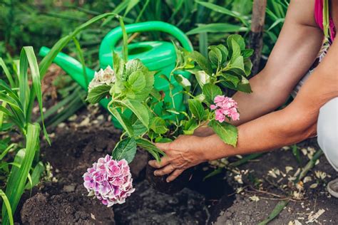How To Transplant Hydrangeas The Easy Way Petal Republic