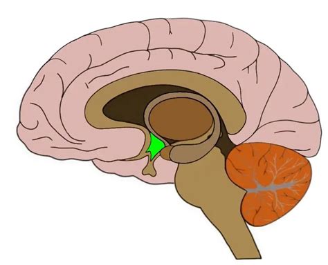Know Your Brain Hypothalamus