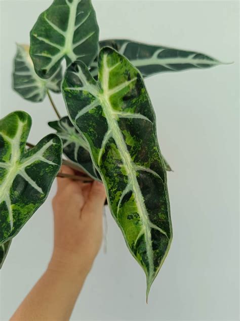 Alocasia Bambino Variegata Aurea Welovetropicalplants