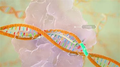 Genscript Asia Pacific On Linkedin Using Crispr And Non Viral Dna In T