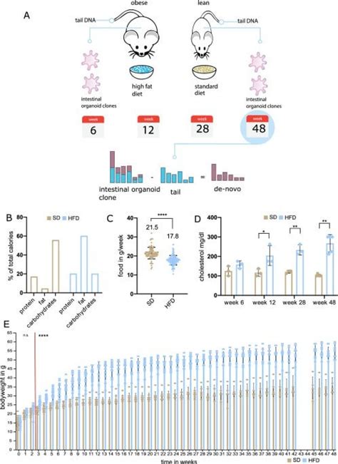 Mutational Landscape Of Intestinal Crypt Cells After Long Term In Vivo