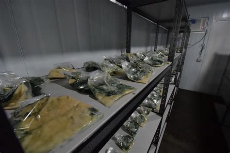 Trichoderma Labs Combat Threats To Quality Banana Production In Davao De Oro Province Of Davao