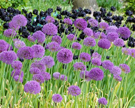 Allium Giganteum Planting Instructions At Jay Hunter Blog
