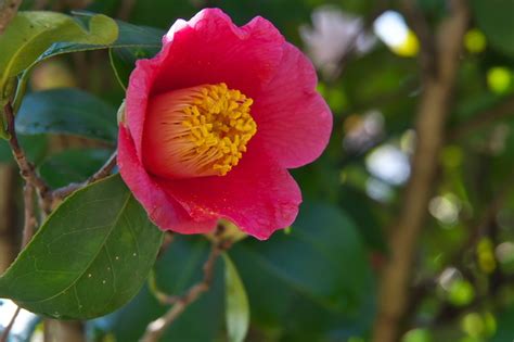 個別 椿 ツバキ ツバキ科 ピンク色の花 西久保 椿の写真画像 広田けい フォトアルバム