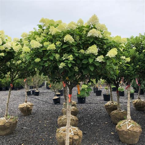 Standard Hydrangea Limelight 28