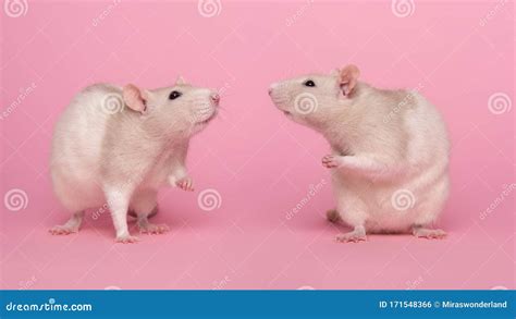 Domestic Rats Sleeping In Cage Royalty Free Stock Image 80613466