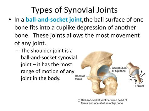 PPT Synovial Joints PowerPoint Presentation Free Download ID 2930660
