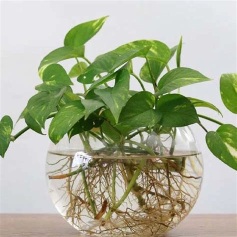 معرفی گل پتوس کامل ترین نکات برای نگهداری و تکثیر پتوس