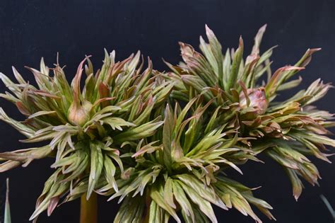 ШУА ийн Ботаникийн ШУА ийн Ботаникийн цэцэрлэгт хүрээлэн