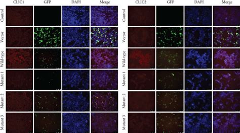 Mutations In Slc26a4 Downregulate Clic1 And Clic2 Expression The