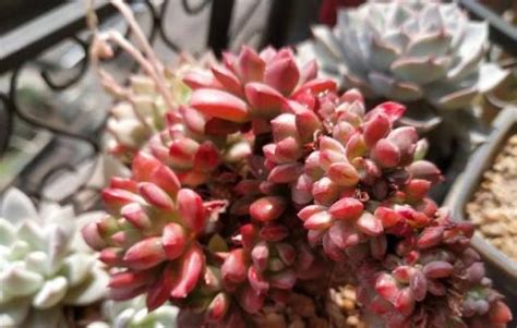 5月份養紅稚蓮3個小要點掌握好初夏也可以養出好肉來 imomo植物識別