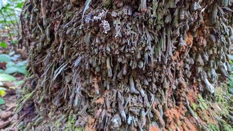 Premium Photo Coconut Tree Root Texture