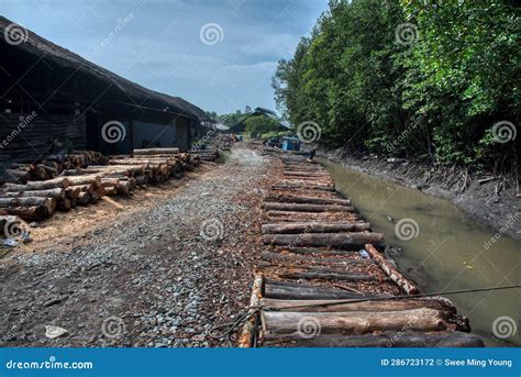 The Forest Mangrove Logs Are Transported And Left Drying At The River Bank Stock Photo Image