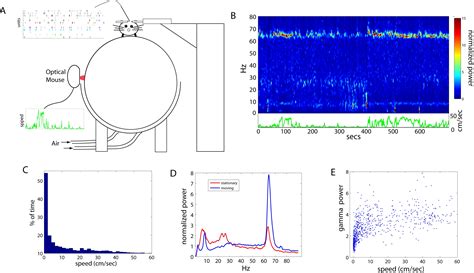 Modulation Of Visual Responses By Behavioral State In Mouse Visual Cortex Abstract Europe Pmc