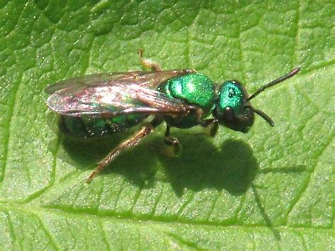 Hymenoptera Bugguidenet