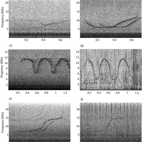 Spectrograms Of Three Signature Whistle Detections A C E And Their