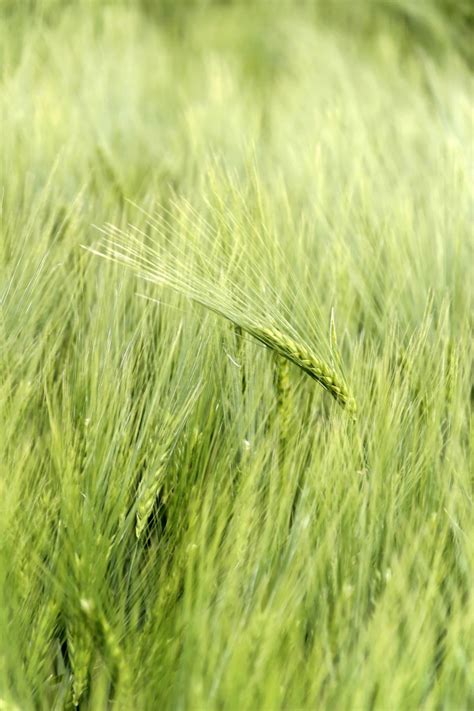Banco De Imagens Plantar Campo Gramado Prado Cevada Trigo Pradaria Comida Verde