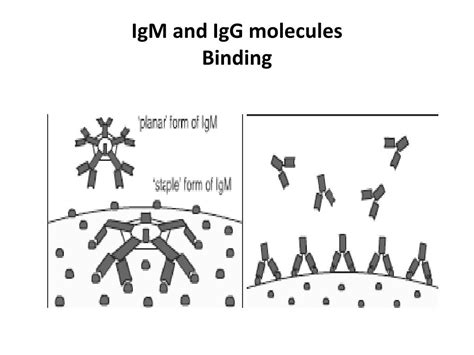 Ppt The Complement System Powerpoint Presentation Free Download Id 1936111