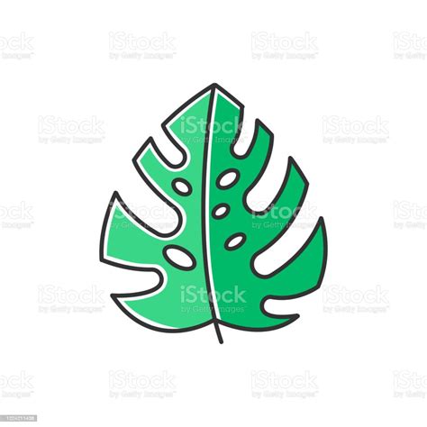 몬스터 잎 녹색 색상 아이콘입니다 상록 열대 숲 덩굴입니다 스위스 치즈 공장 인도네시아 섬 자연입니다 발리 자연을 발견 정글 식물탐험 격리 벡터 일러스트레이션 로고에 대한